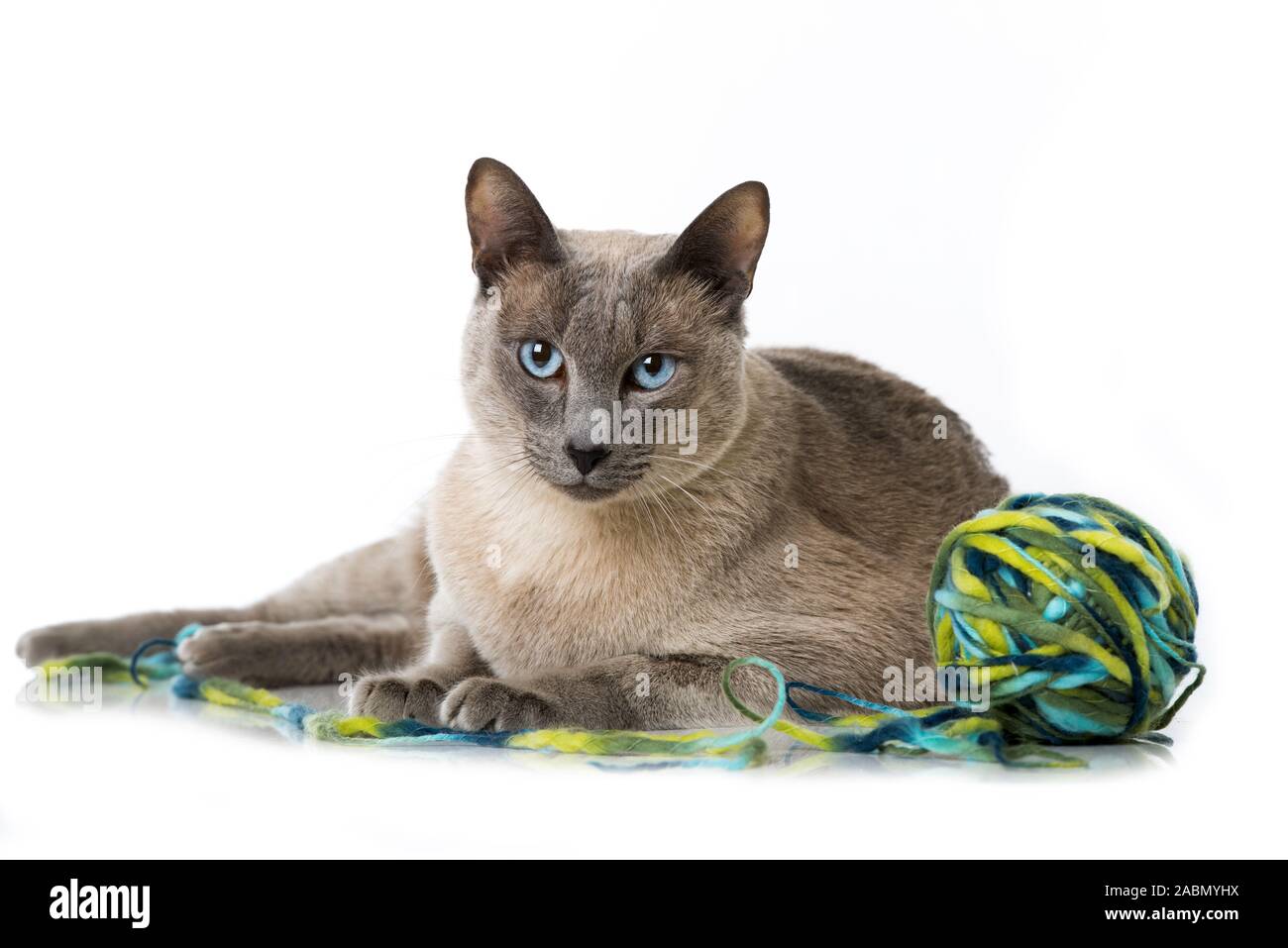 Adult tonkanese cat isolated on white background Stock Photo - Alamy