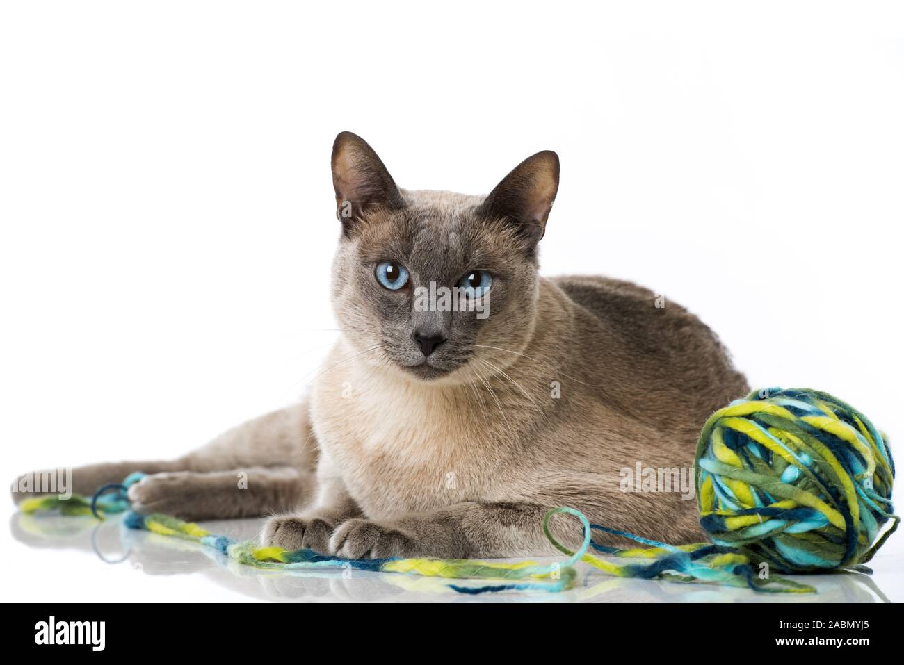 Adult tonkanese cat isolated on white background Stock Photo - Alamy