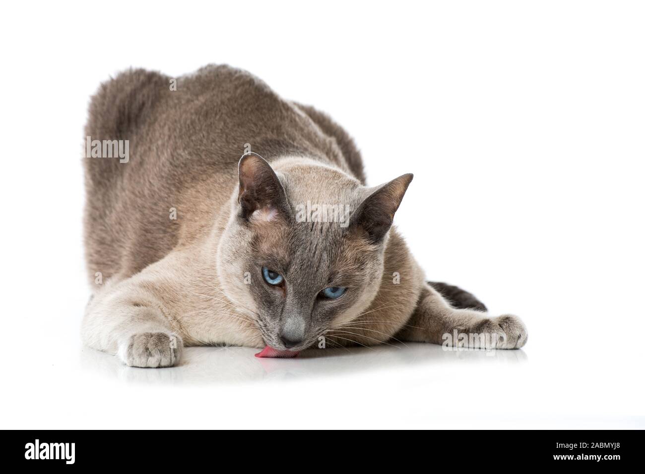 Adult cat green eyes Cut Out Stock Images & Pictures - Alamy