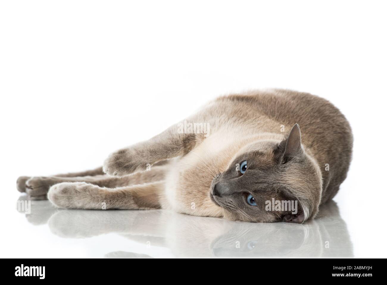 Adult tonkanese cat isolated on white background Stock Photo - Alamy