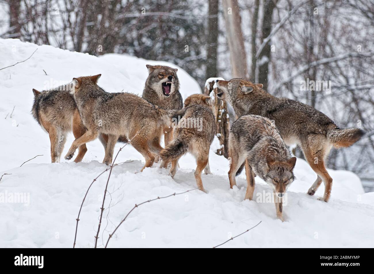 Pack Of Coyotes