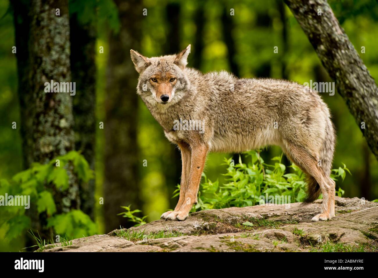Coyote standing on a rock with trees in behind Stock Photo - Alamy