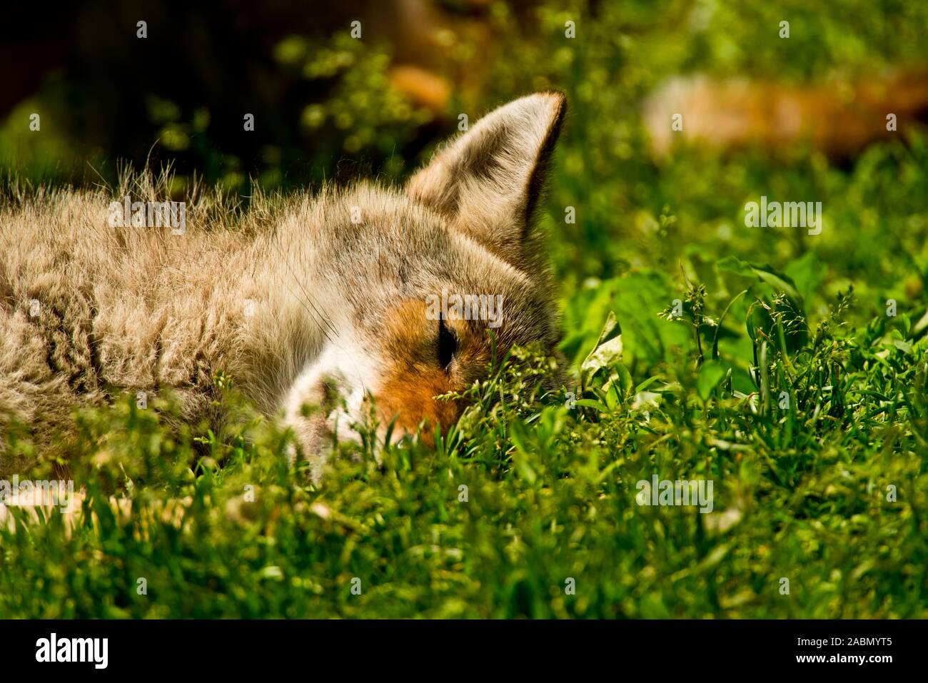 Coyote sleeping in the green grass Stock Photo - Alamy