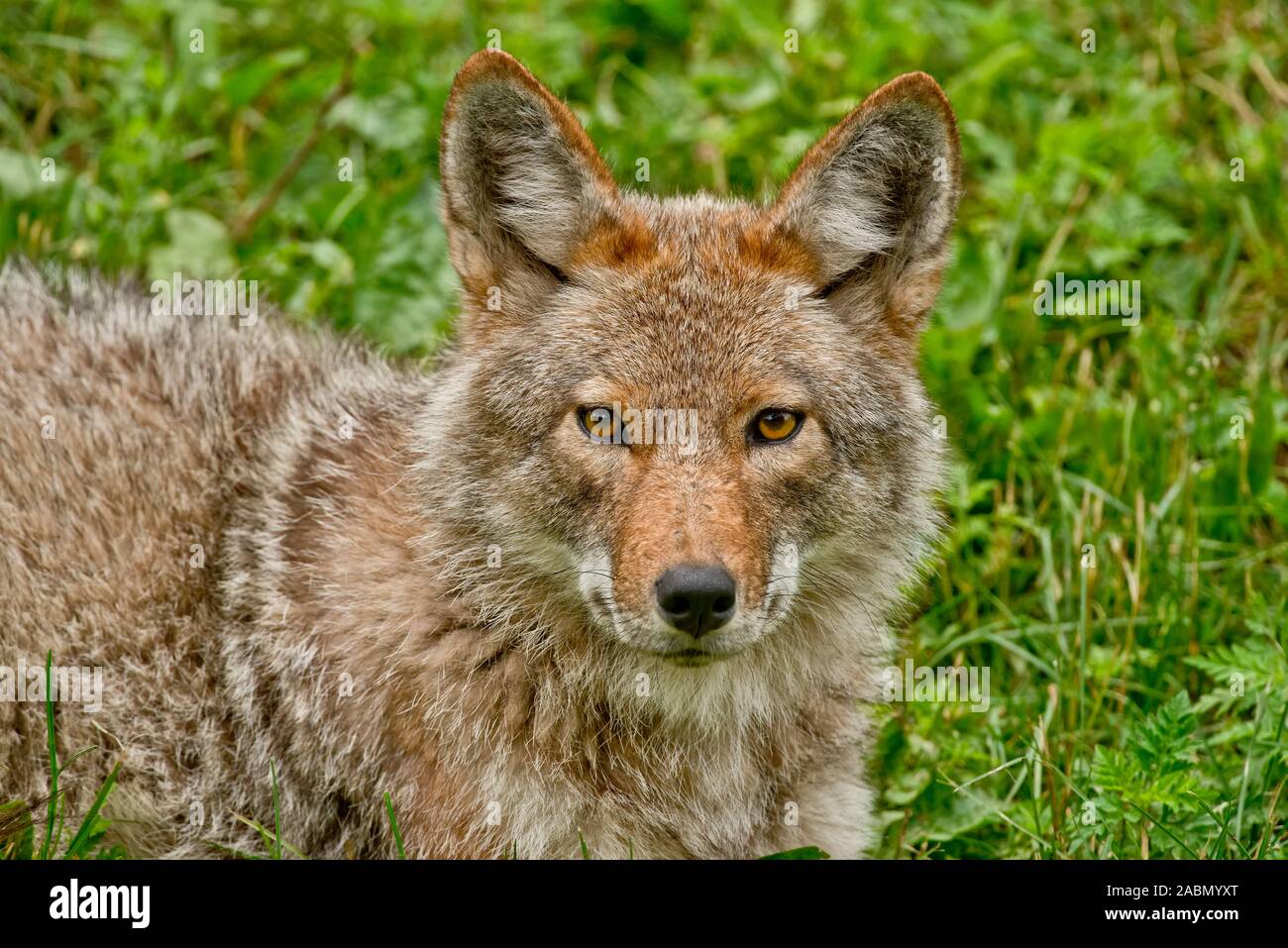Fox Coyote Hybrid