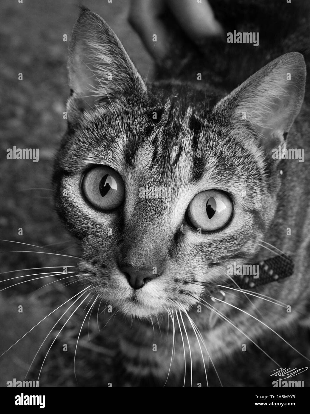 Stray cats Black and White Stock Photos & Images - Alamy