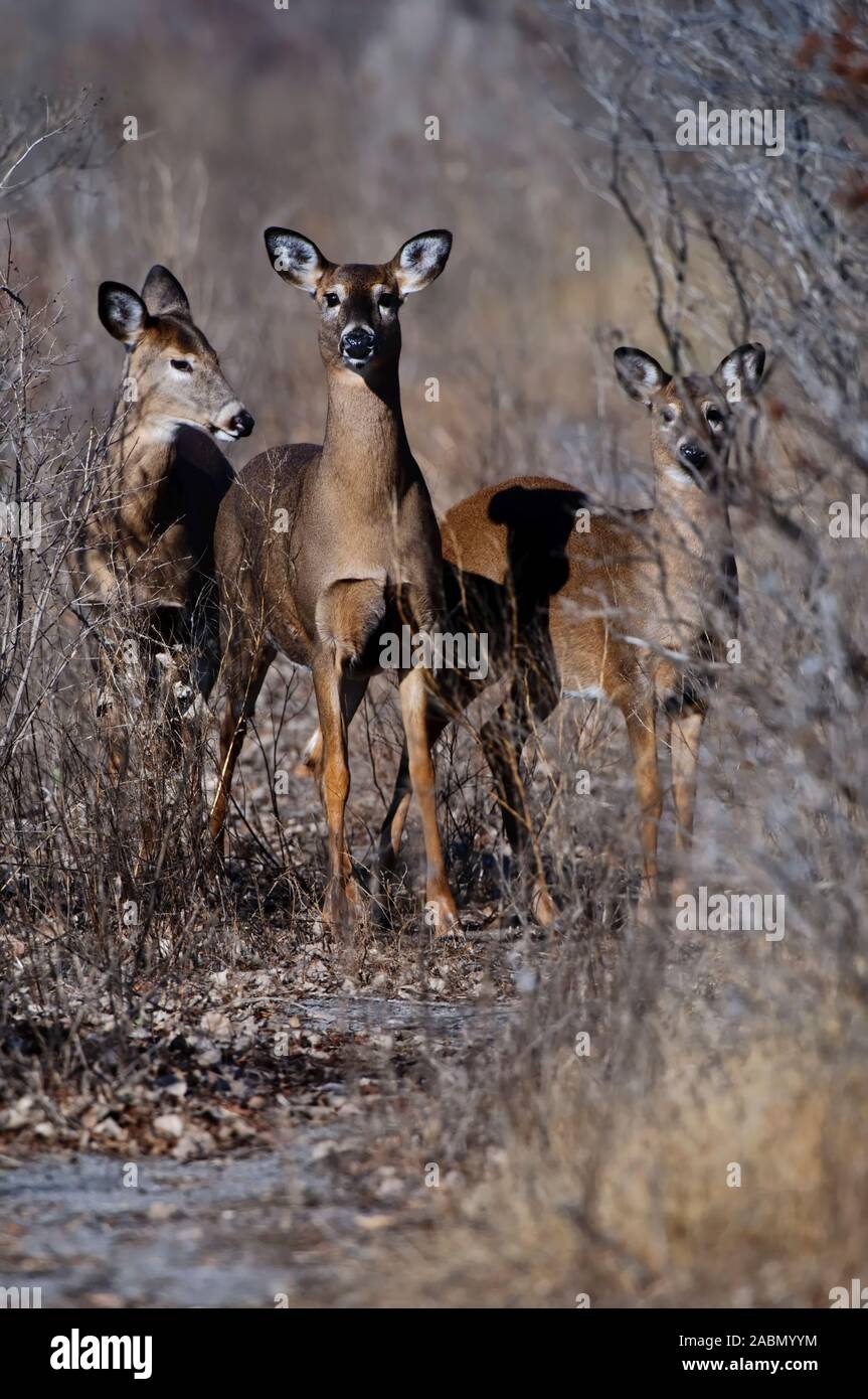 Three white tailed deer hi-res stock photography and images - Alamy