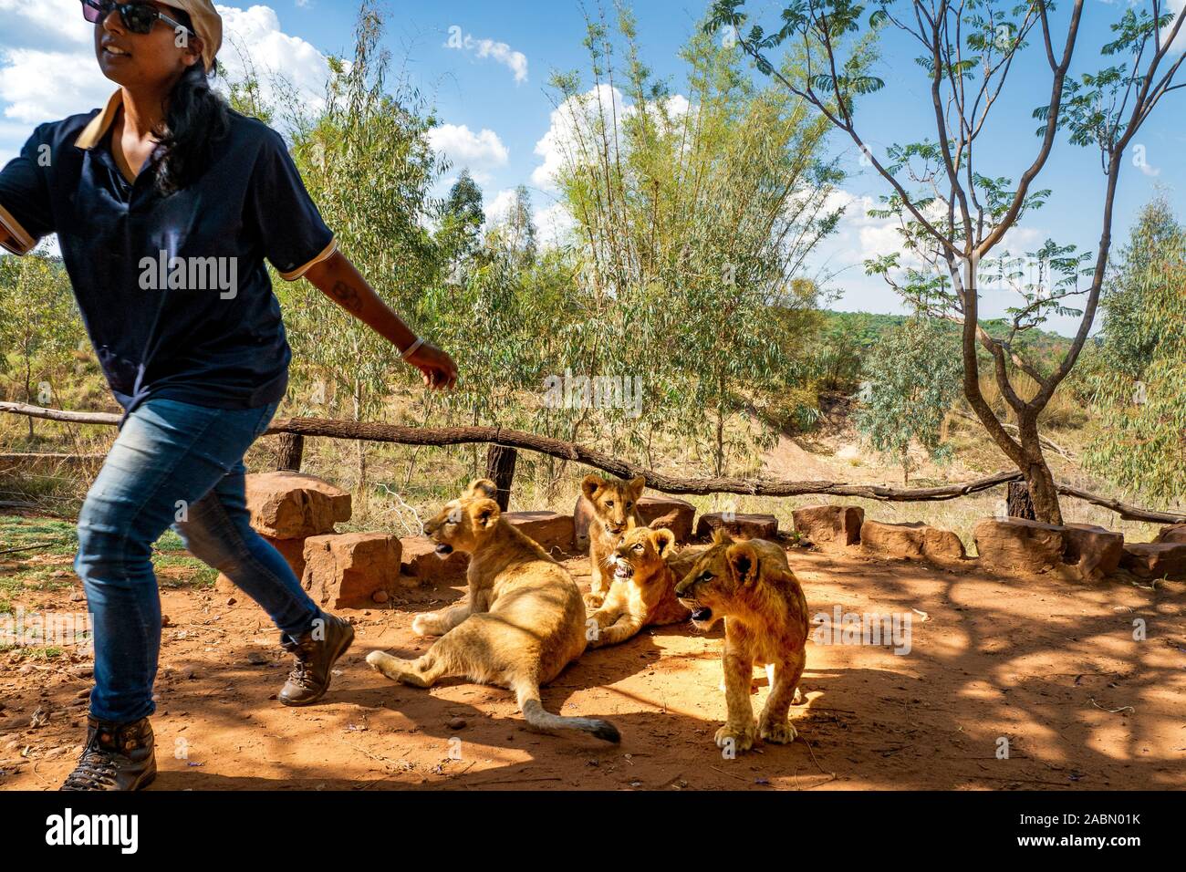African woman fleeing from a pride of 4 month old playful lion cubs ...