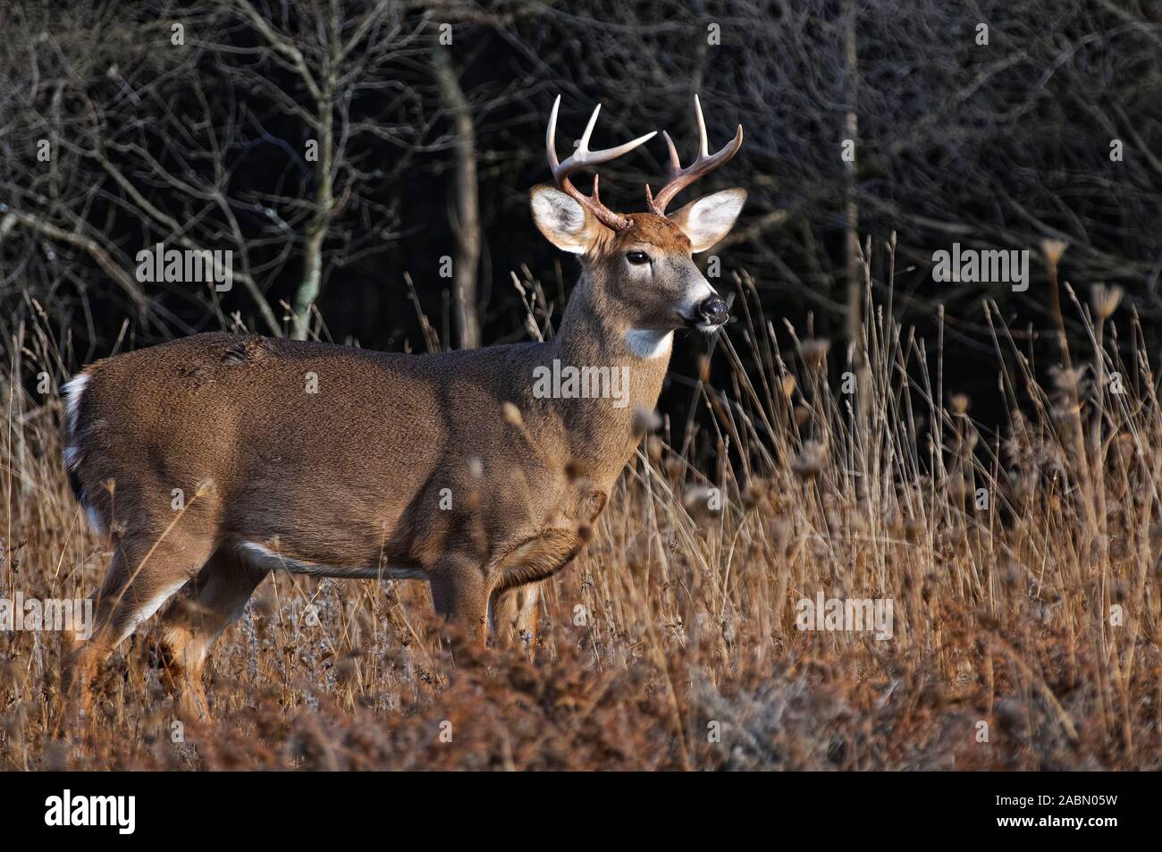White-tailed deer buck in tall brown grass Stock Photo - Alamy