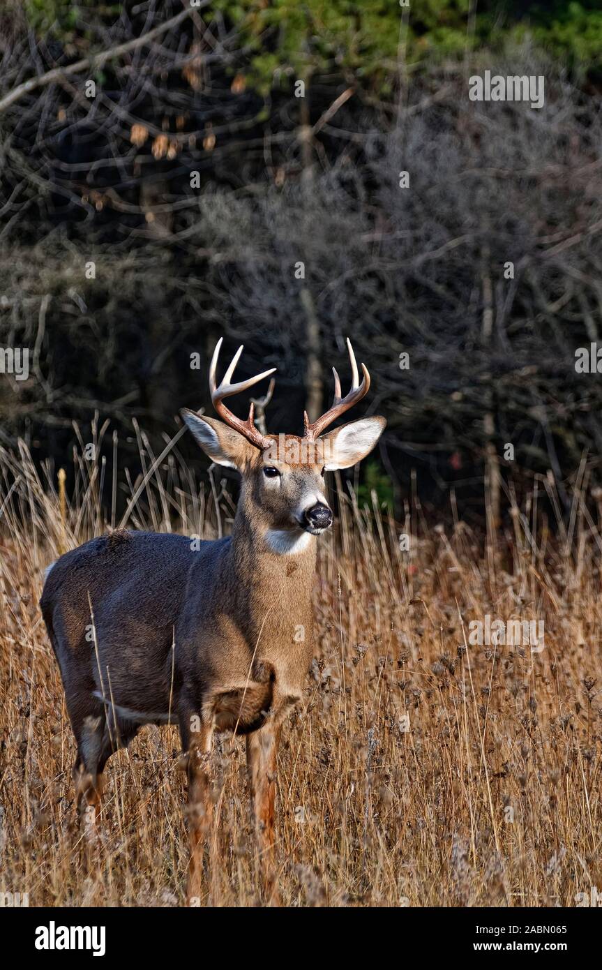 White-tailed deer buck in tall brown grass Stock Photo - Alamy