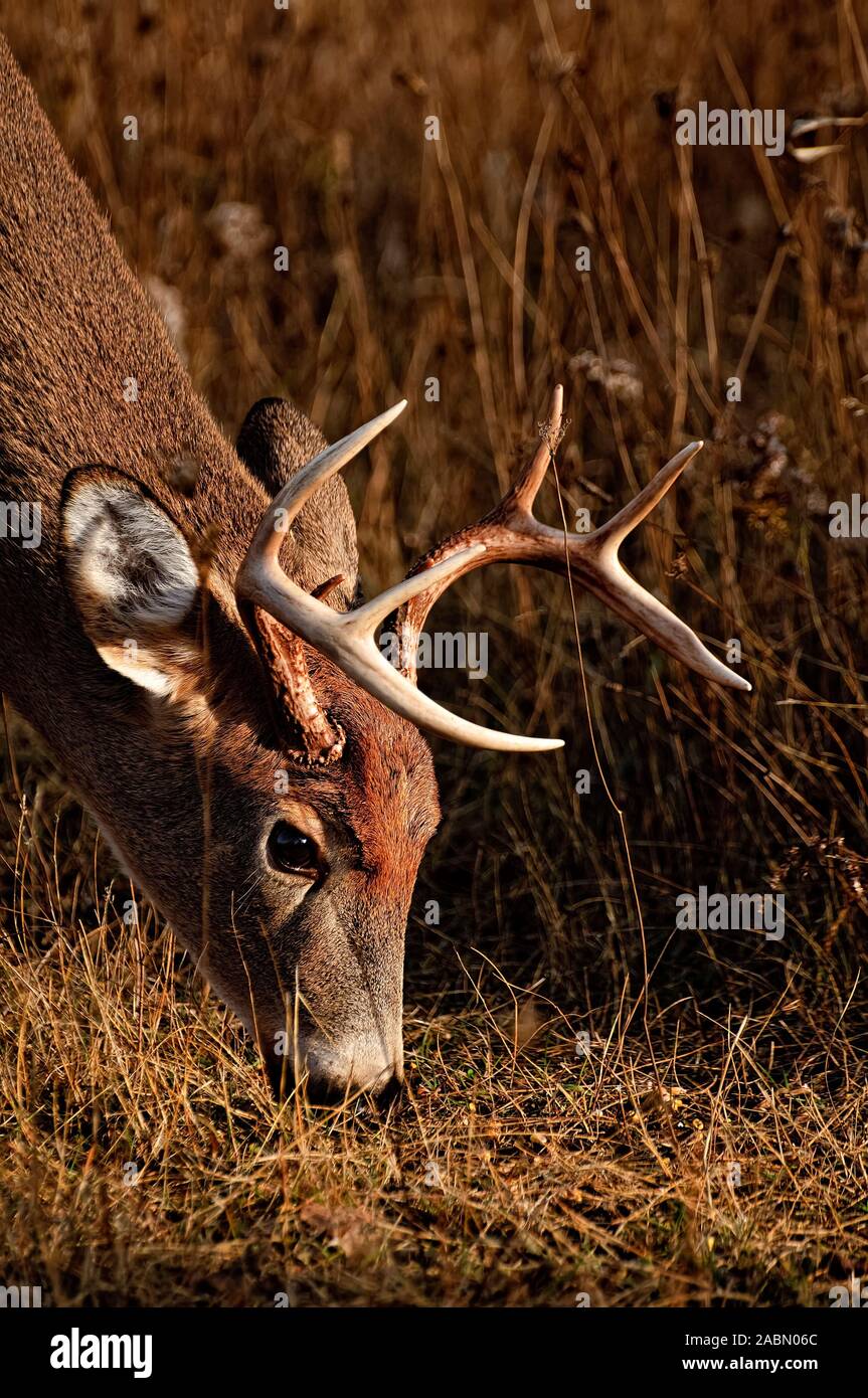 White Tailed Deer Buck Head