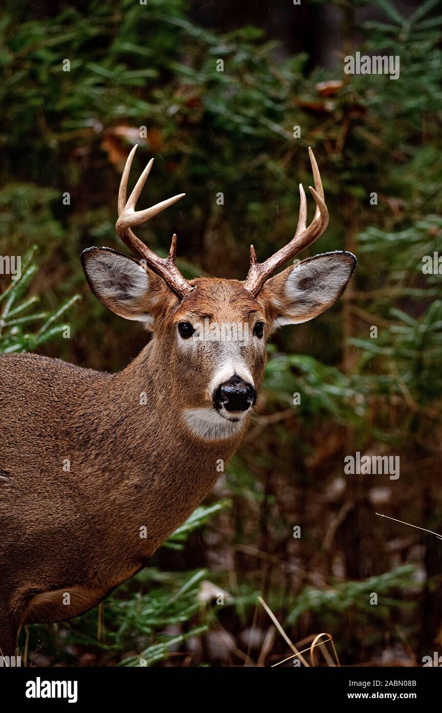 Deer Buck Photography
