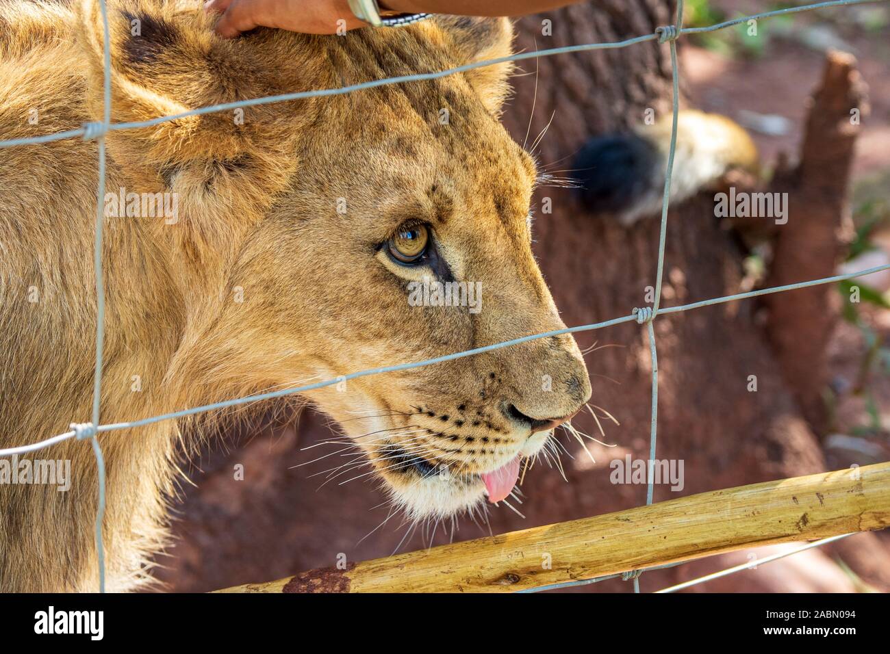 Breeding in captivity hi-res stock photography and images - Alamy