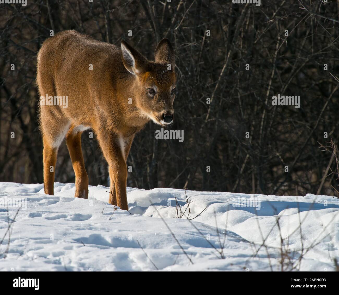 Trail photos hi-res stock photography and images - Alamy