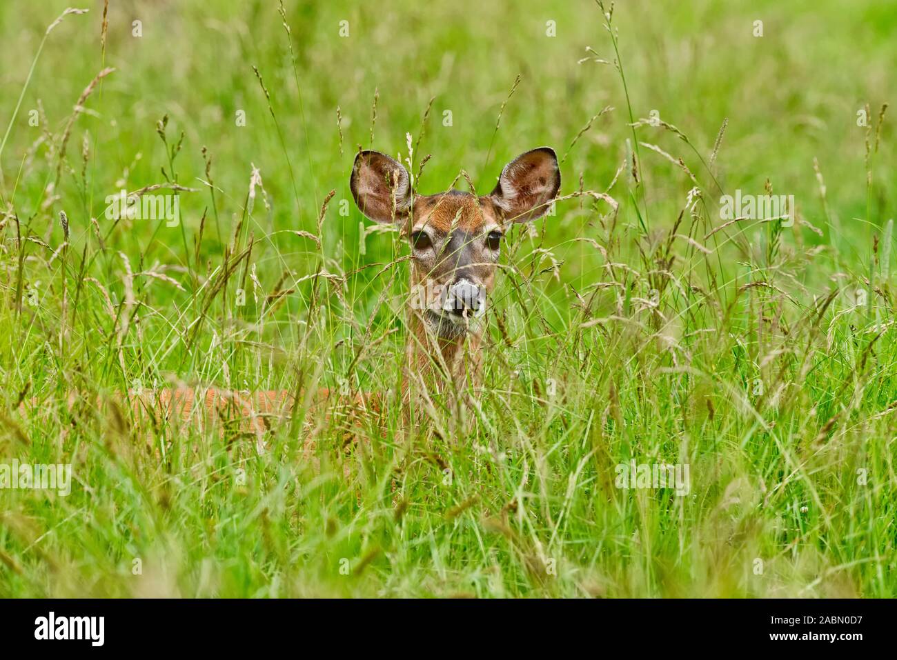 Doe photos hi-res stock photography and images - Alamy
