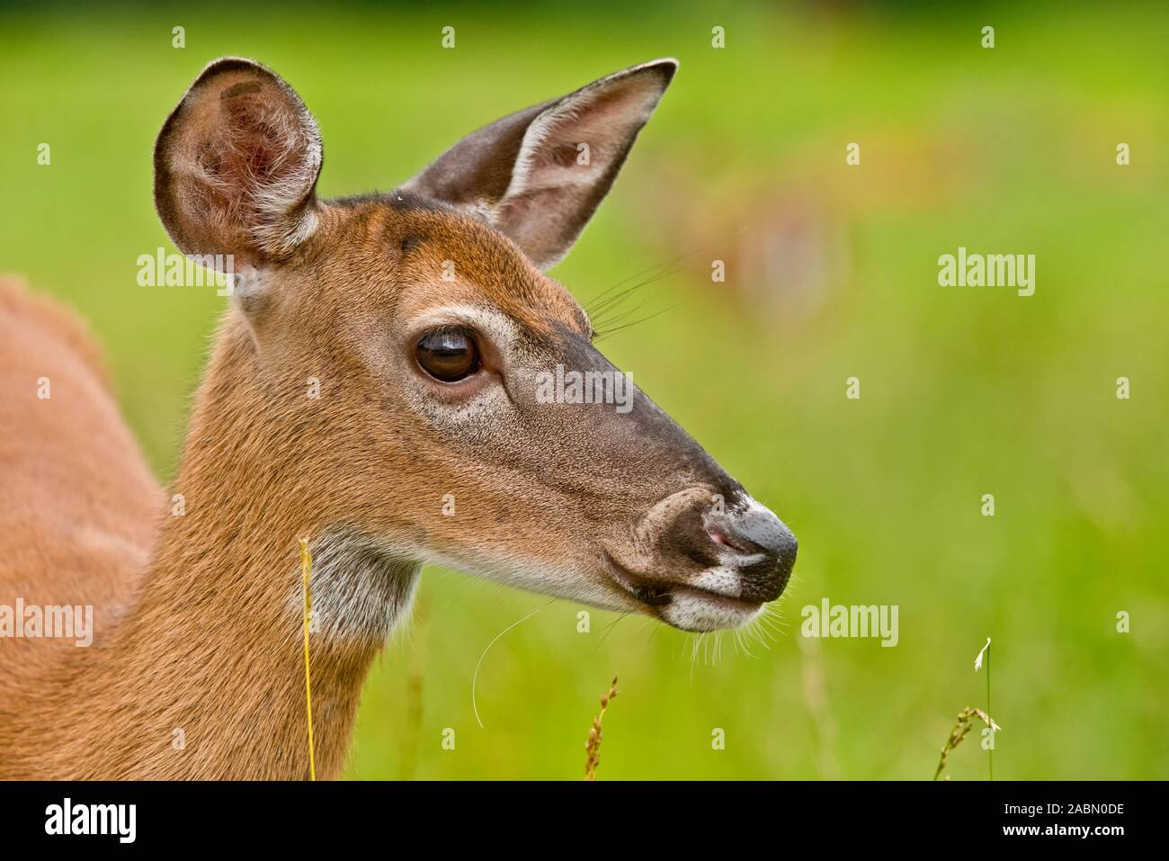 White-tailed Deer doe Stock Photo - Alamy