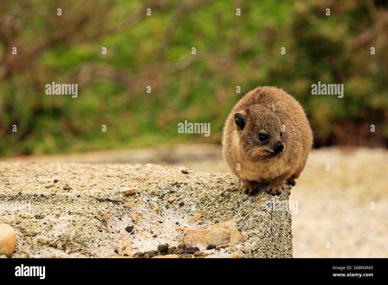 A young Rock hyrax (Procavia capensis) also known as Cape hyrax or ...