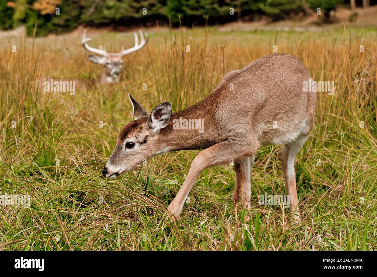Two White-tailed Deer in a field. Doe and a Buck lying down in the ...