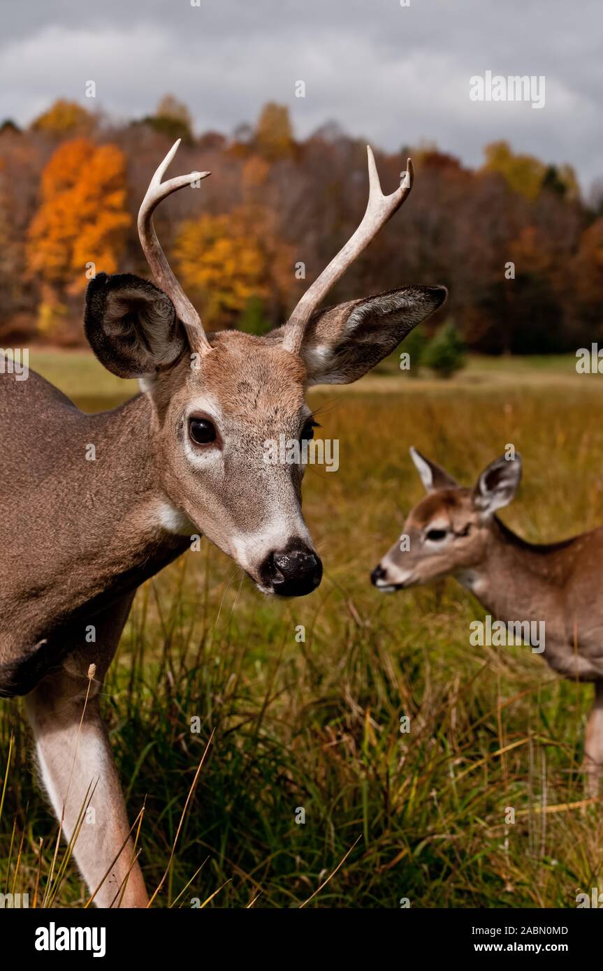 Two White-tailed deer in a field Stock Photo - Alamy