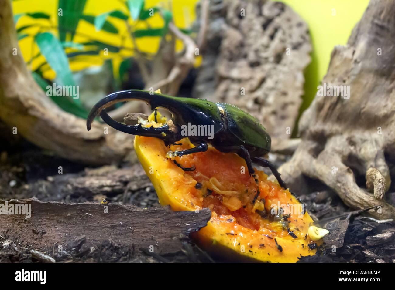 Five-horned rhinoceros beetle (Eupatorus gracilicornis) also known as ...