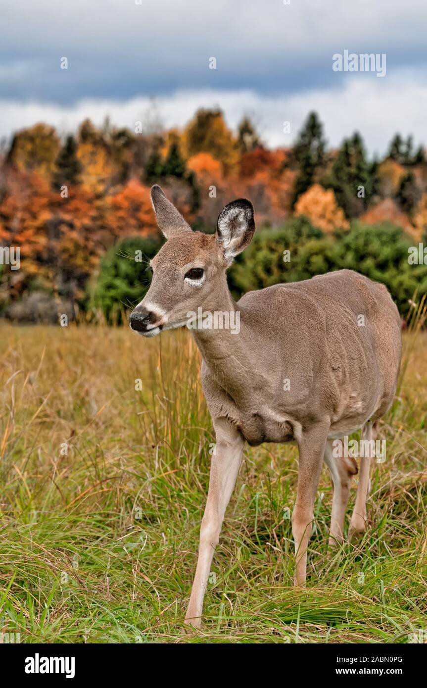 Field images hi-res stock photography and images - Alamy