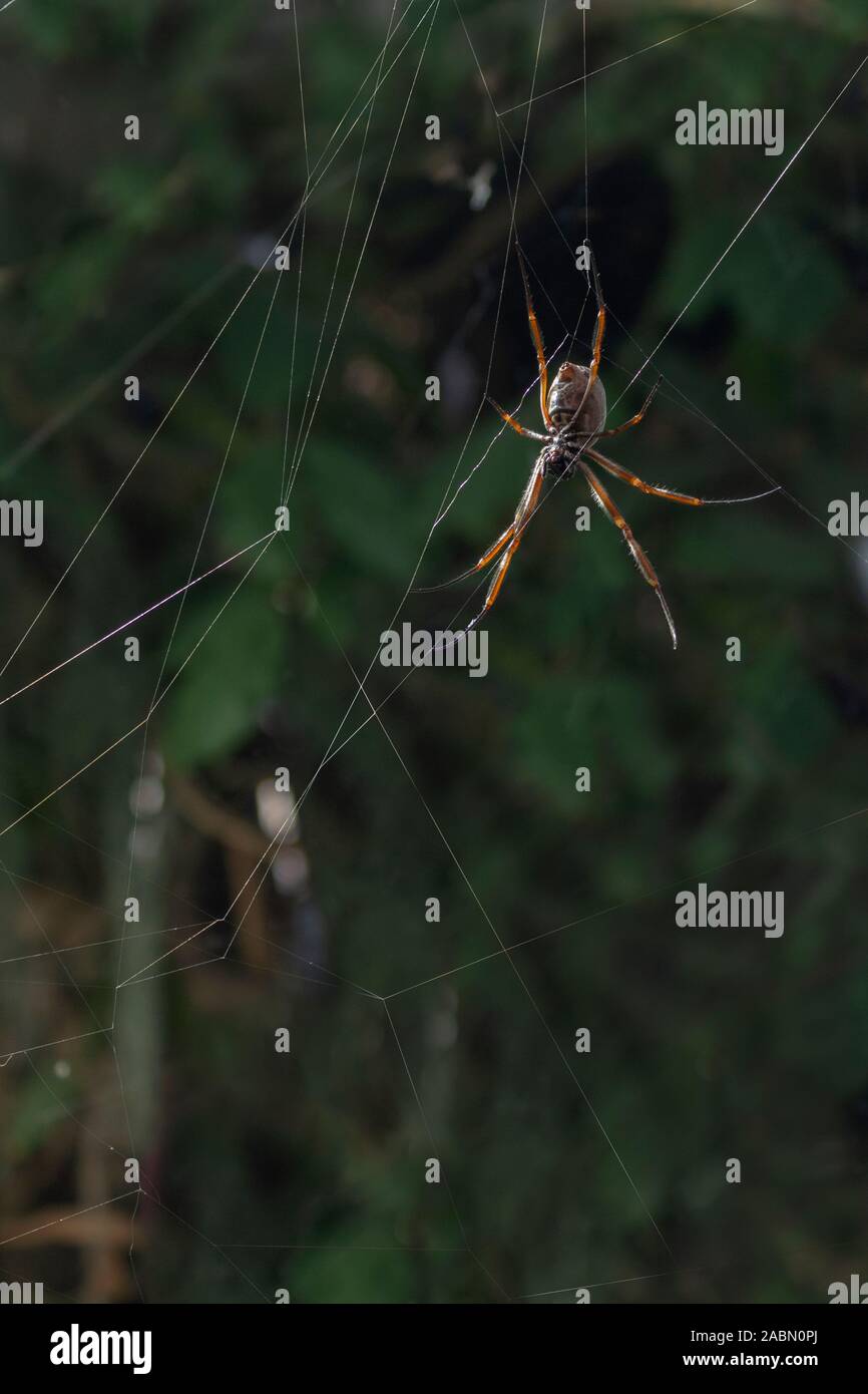 Bottom View Golden Orb-weaving Nephila plumipes Spider Female sitting ...