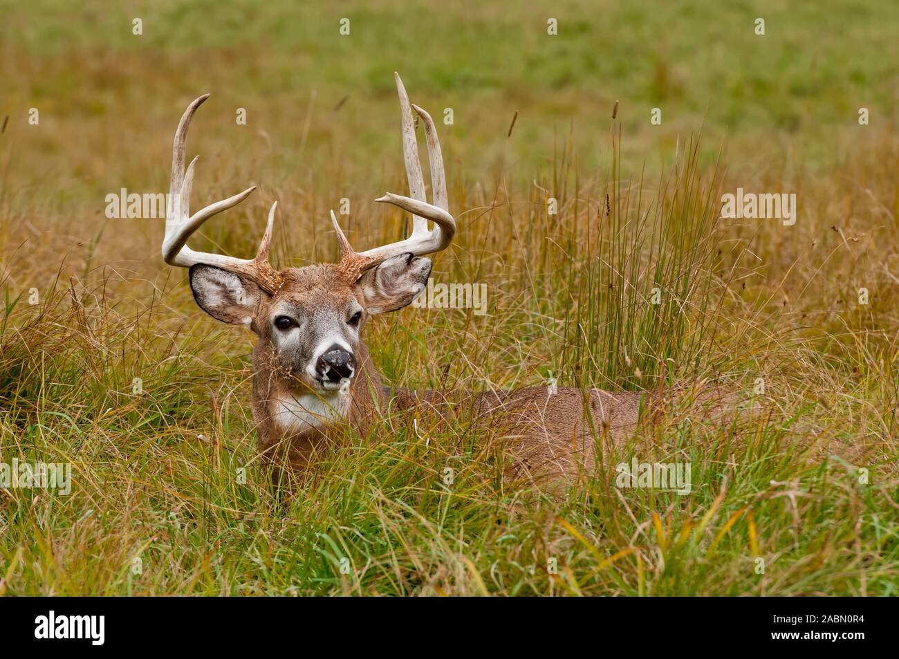 White-Tailed Deer Buck laying down in the autumn grass Stock Photo - Alamy