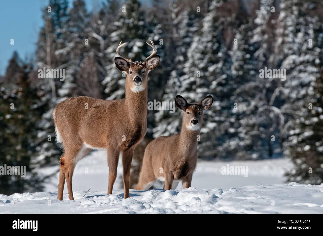 Two white tailed deer hi-res stock photography and images - Alamy