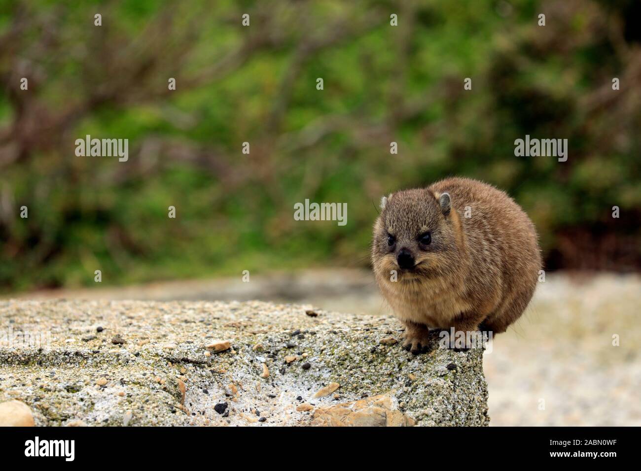 Hyrax young hi-res stock photography and images - Alamy