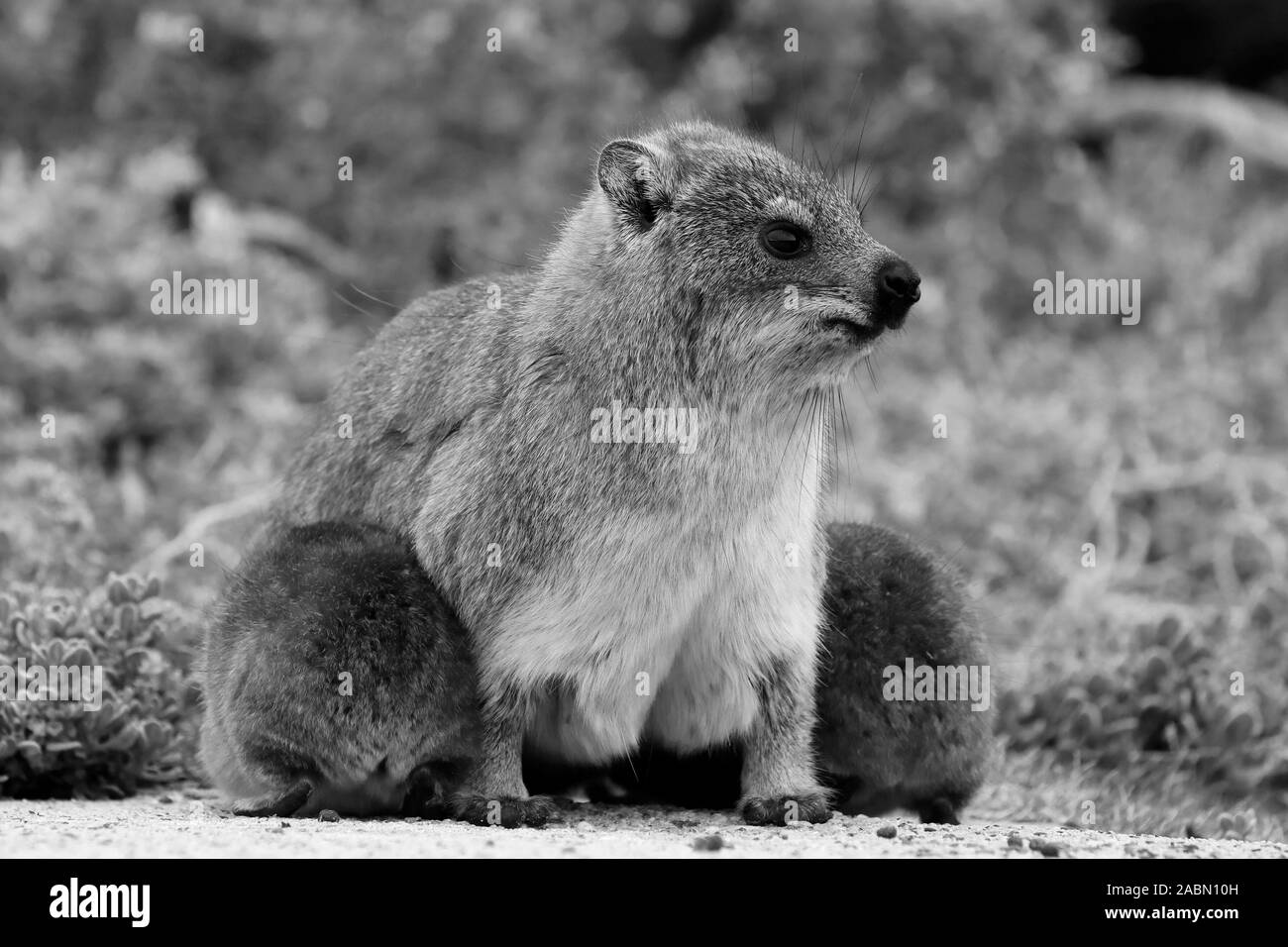 Hyrax procavia capensis Black and White Stock Photos & Images - Alamy