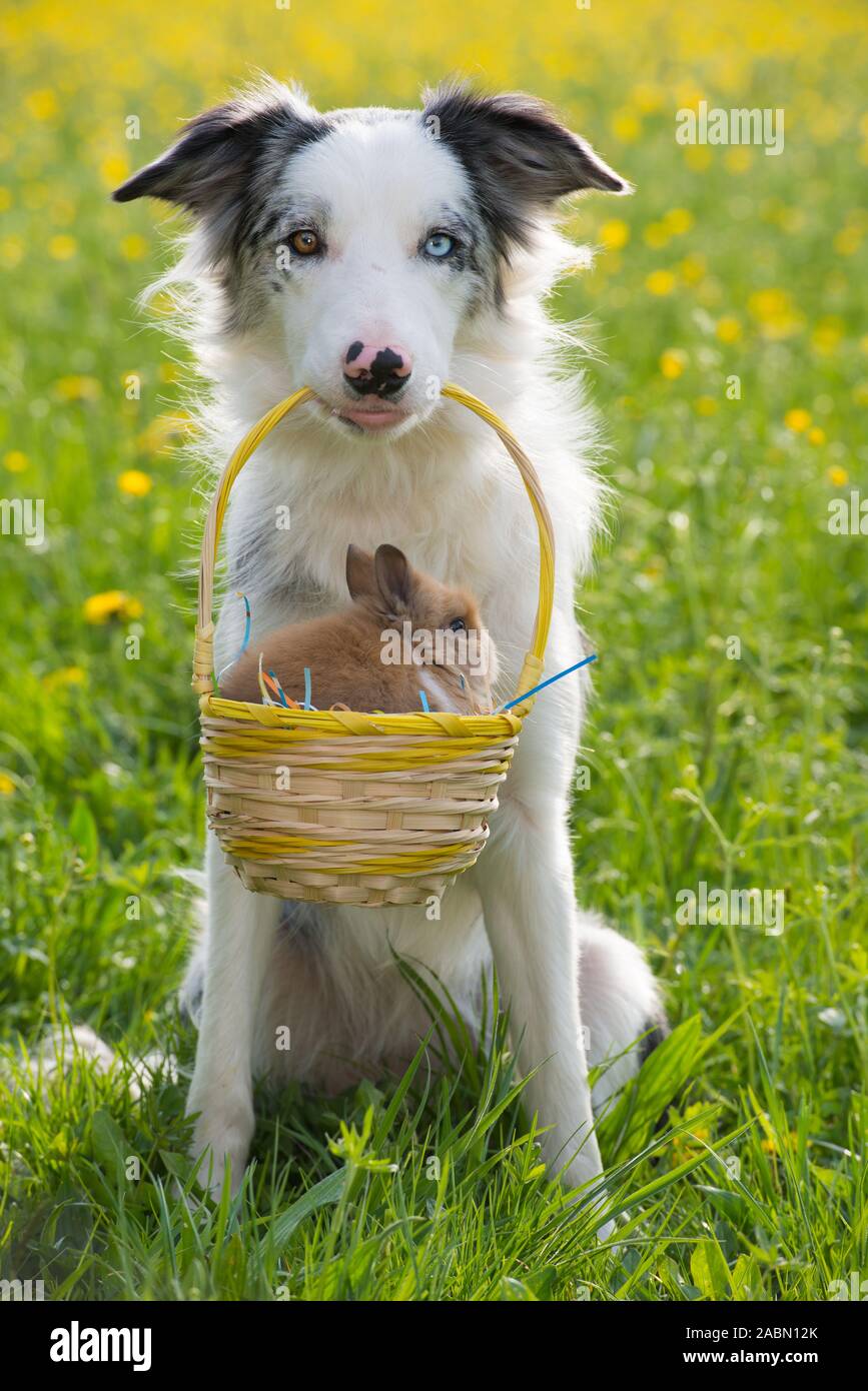 Border collie dog holding easter basket with rabbit in his mouth Stock ...