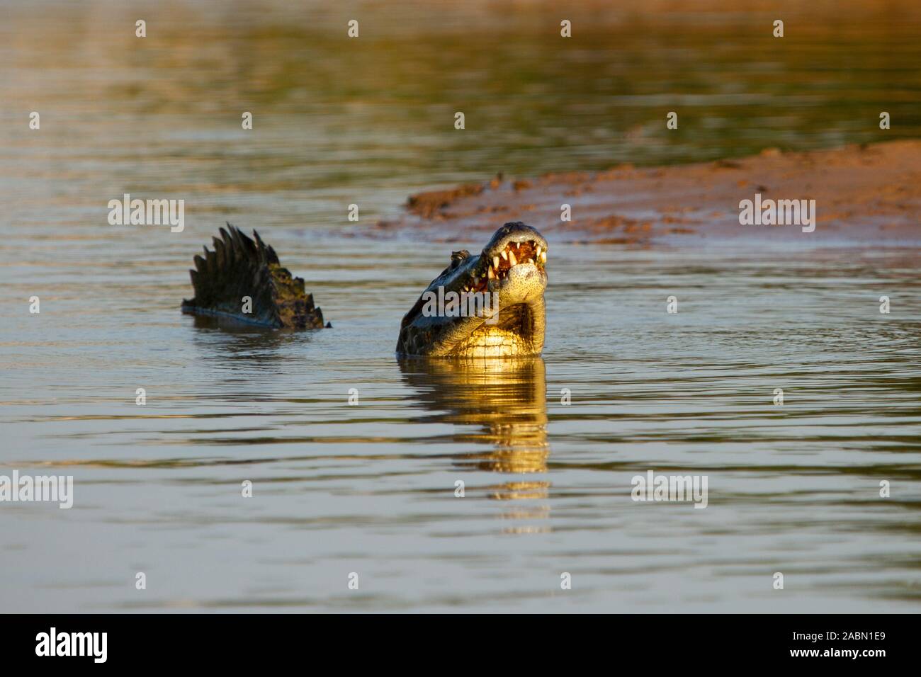 Spectacled Caiman (Caiman crocodilus), also known as white caiman or ...