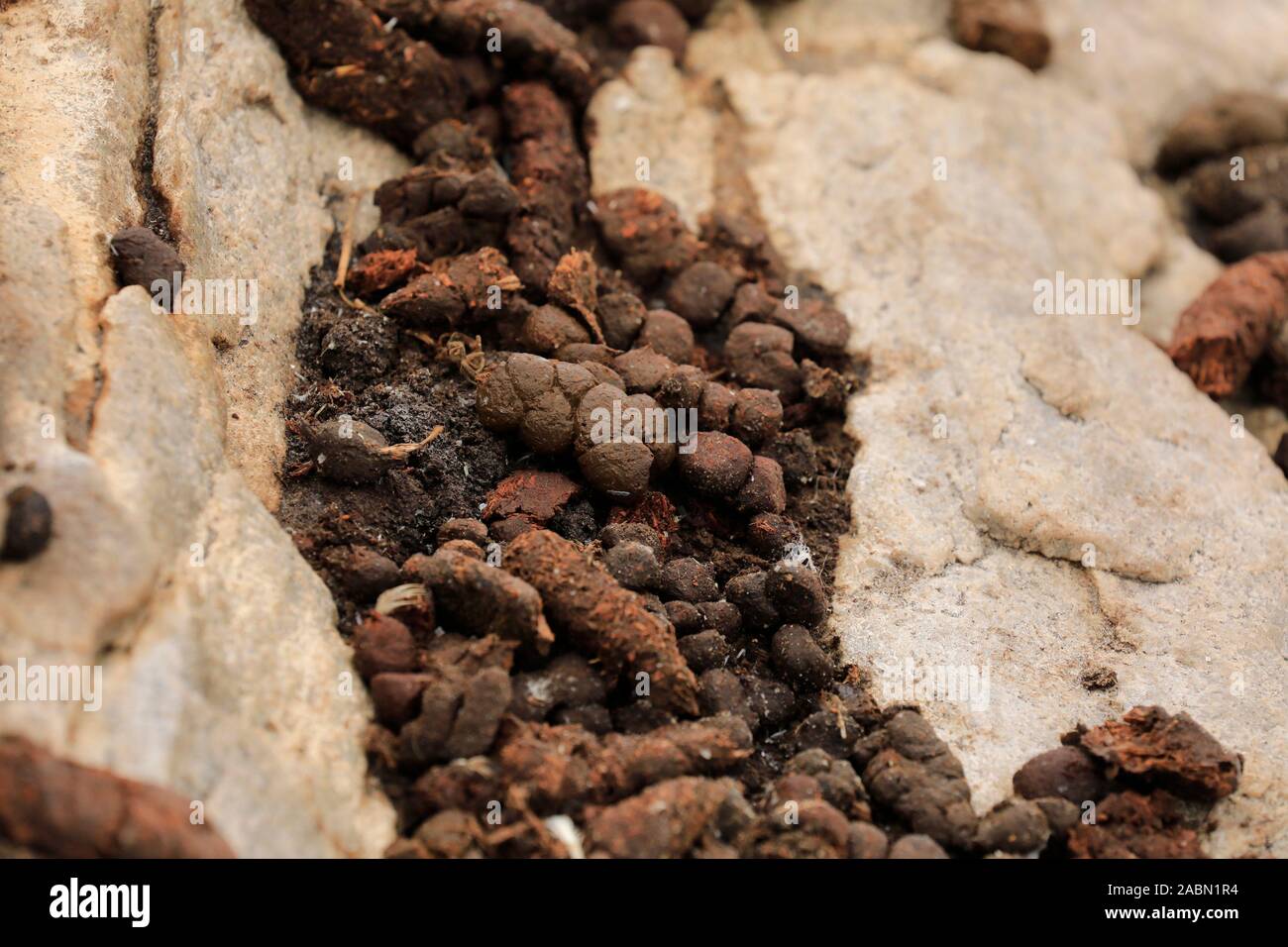 Dassie faeces hi-res stock photography and images - Alamy