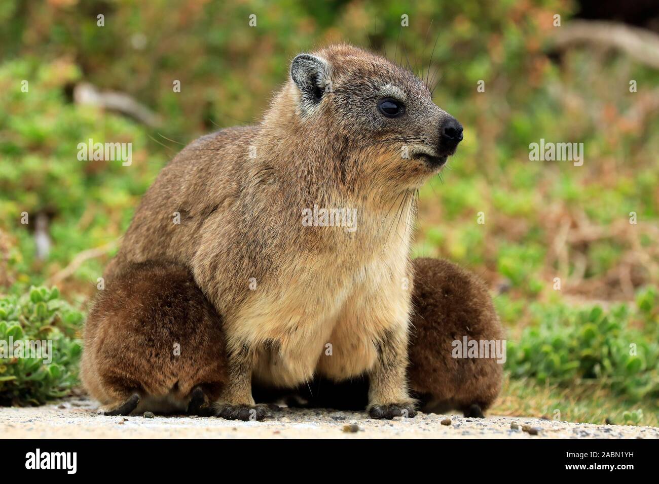 Rock hyrax (Procavia capensis) also known as Cape hyrax or Dassie ...