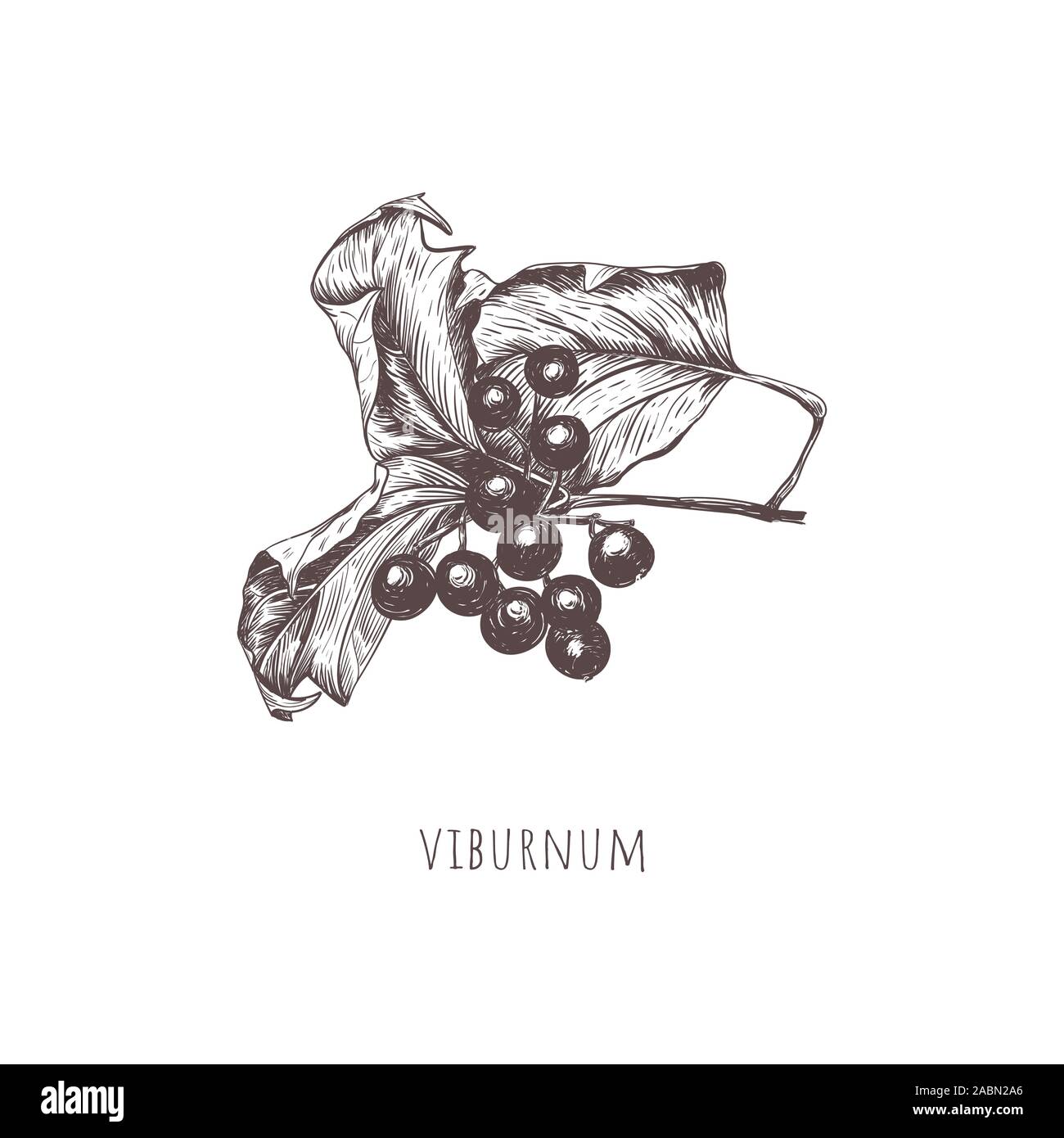 Guelder rose drawing hi-res stock photography and images - Alamy