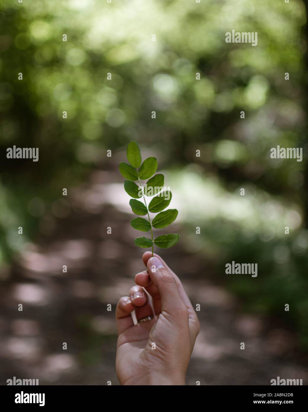 Sapling forest up hi-res stock photography and images - Alamy