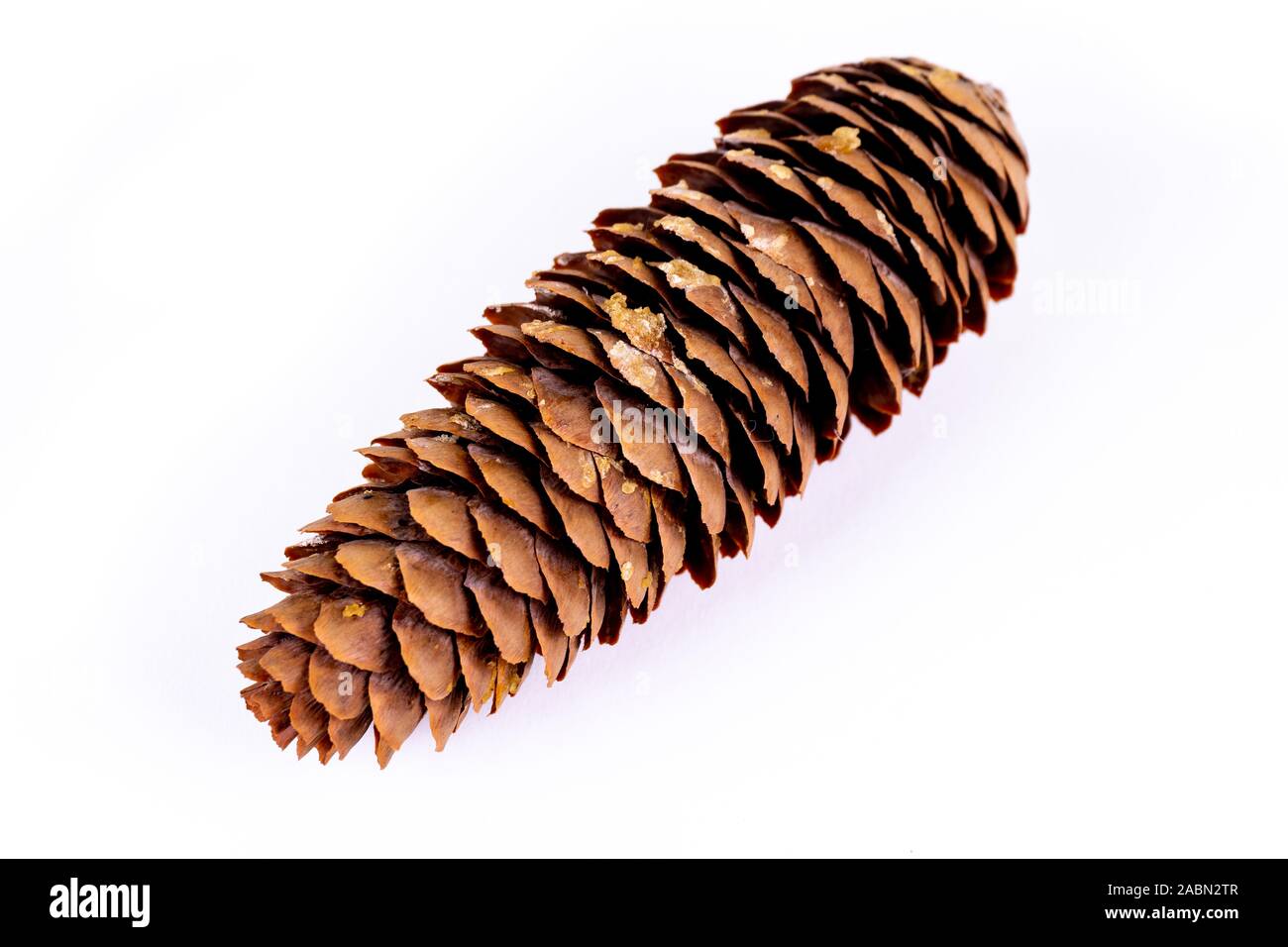 A brown fir cone isolated on white background Stock Photo - Alamy