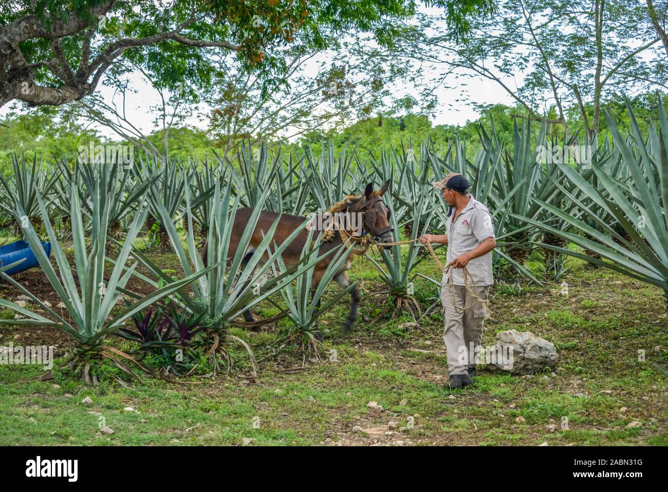 Yucatan henequen hi-res stock photography and images - Alamy