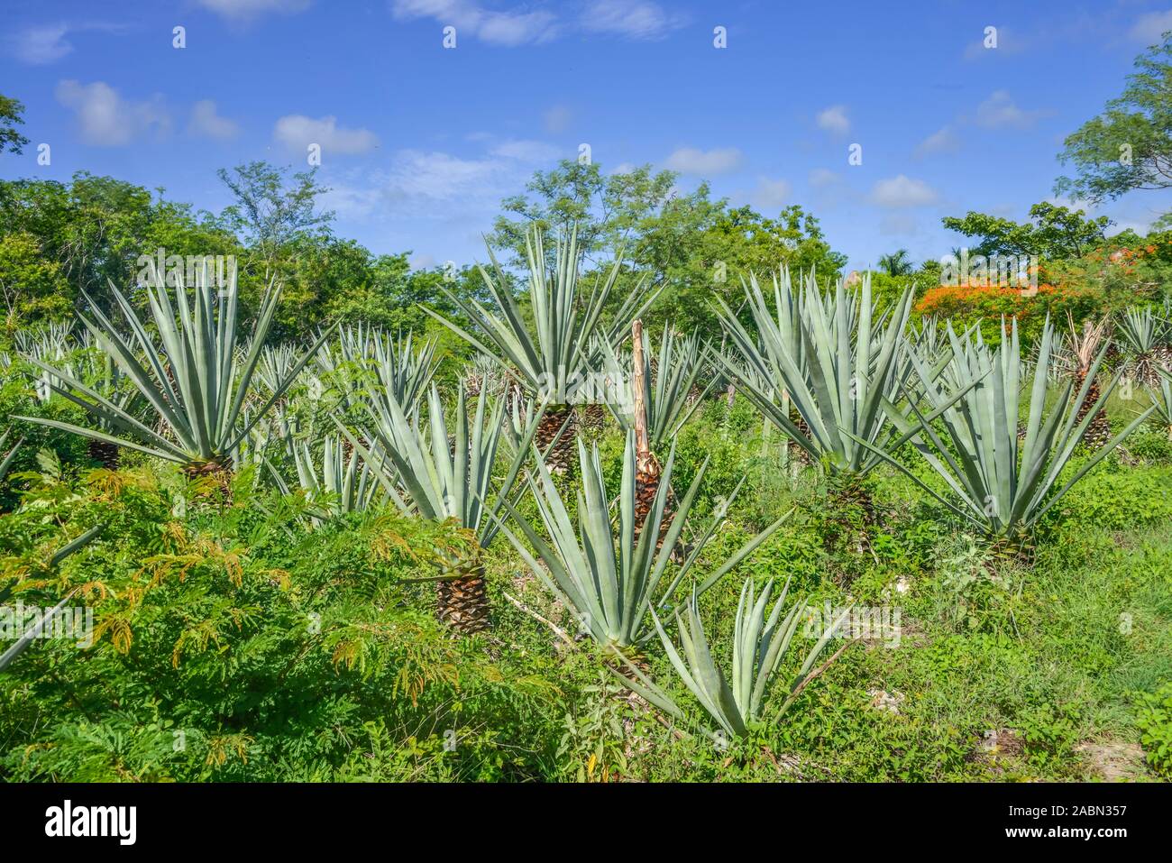 Henequen hi-res stock photography and images - Alamy