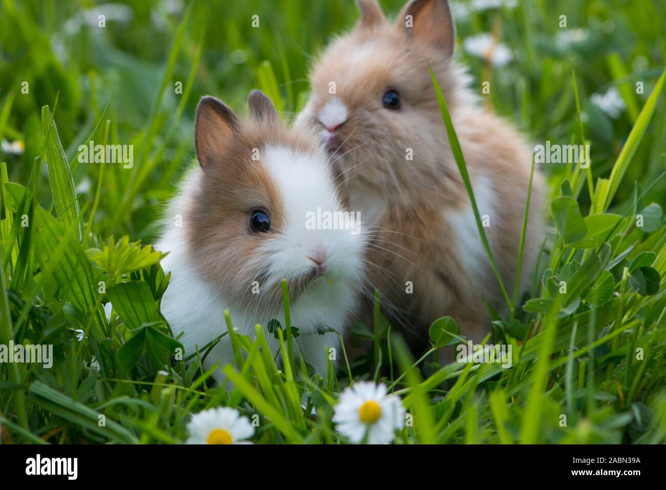Two dwarf rabbit in a flower meadow Stock Photo - Alamy