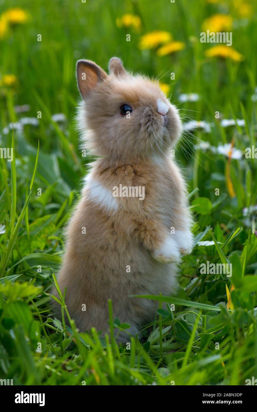 Dwarf rabbit in a flower meadow Stock Photo - Alamy
