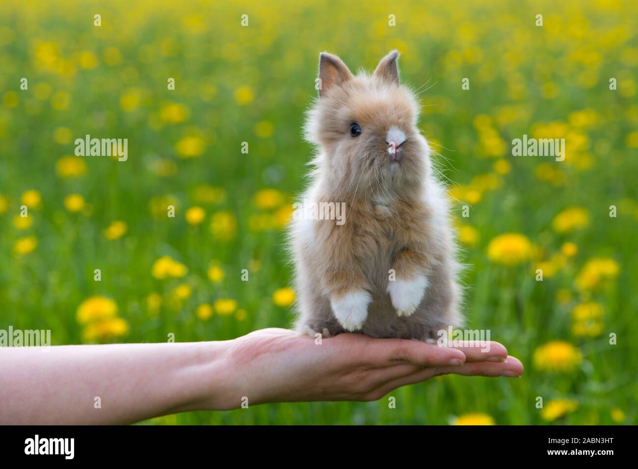 Dwarf rabbit on a human hand Stock Photo - Alamy