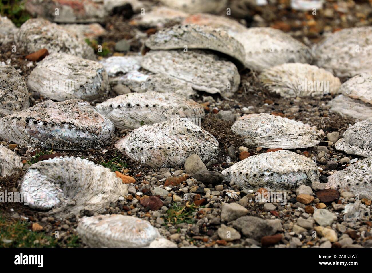 Shells africa hi-res stock photography and images - Alamy