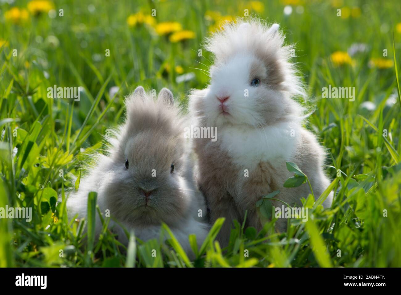 Two baby rabbits field hi-res stock photography and images - Alamy