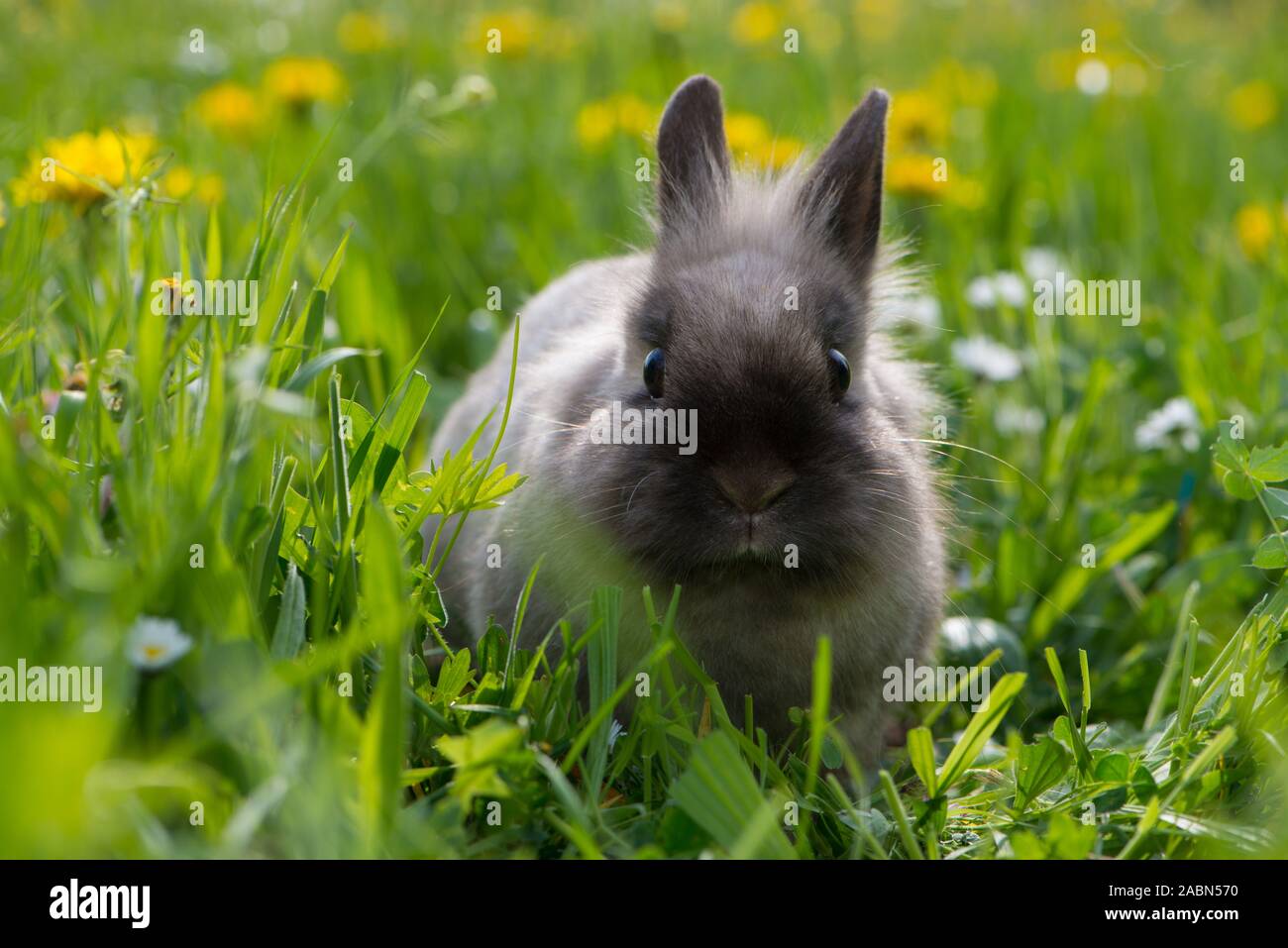 Cute dwarf rabbit in a spring flower meadow Stock Photo - Alamy