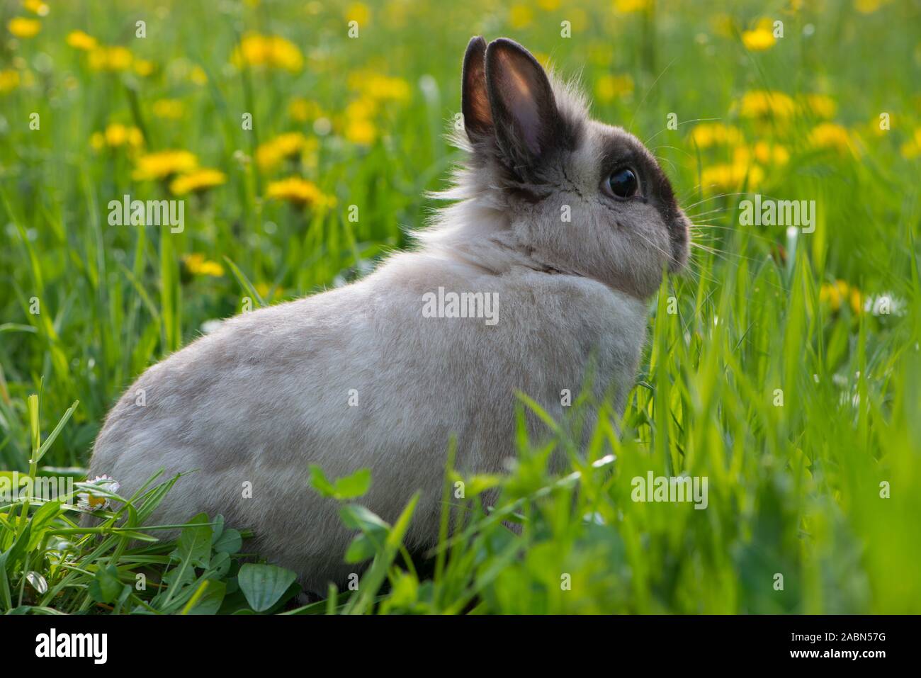 Cute dwarf rabbit in a spring flower meadow Stock Photo - Alamy