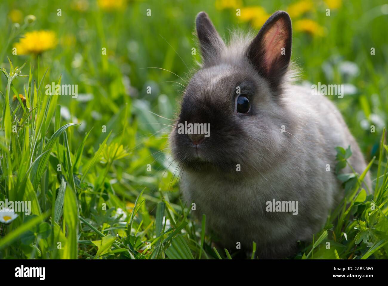 Cute dwarf rabbit in a spring flower meadow Stock Photo - Alamy