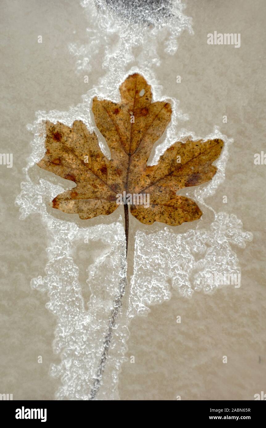 Dead & Brown Field Maple Leaf, Acer campestre, Silhoetted in Ice ...