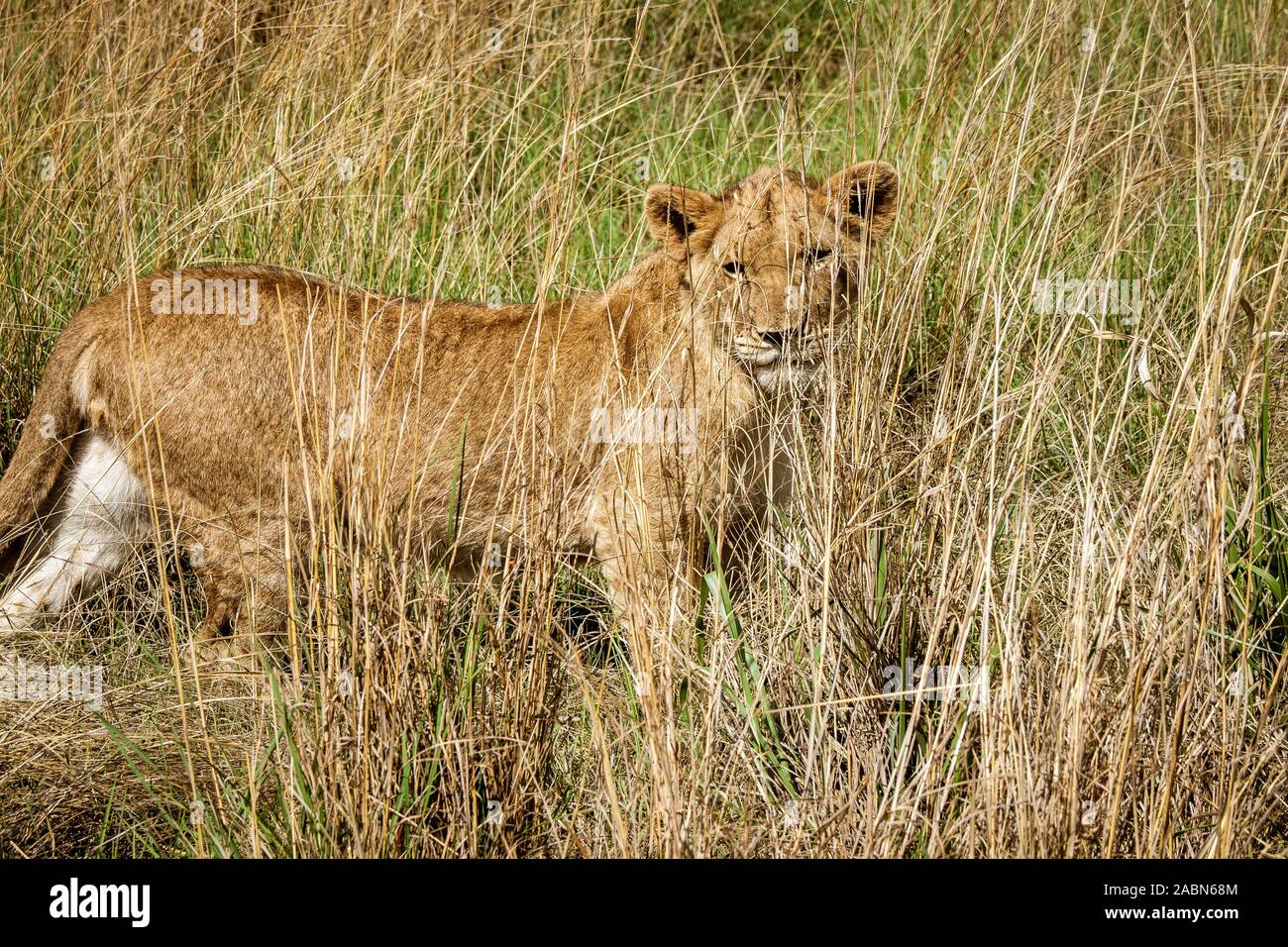 At What Age Does A Male Lion Grow A Mane at Joan Ruhl blog