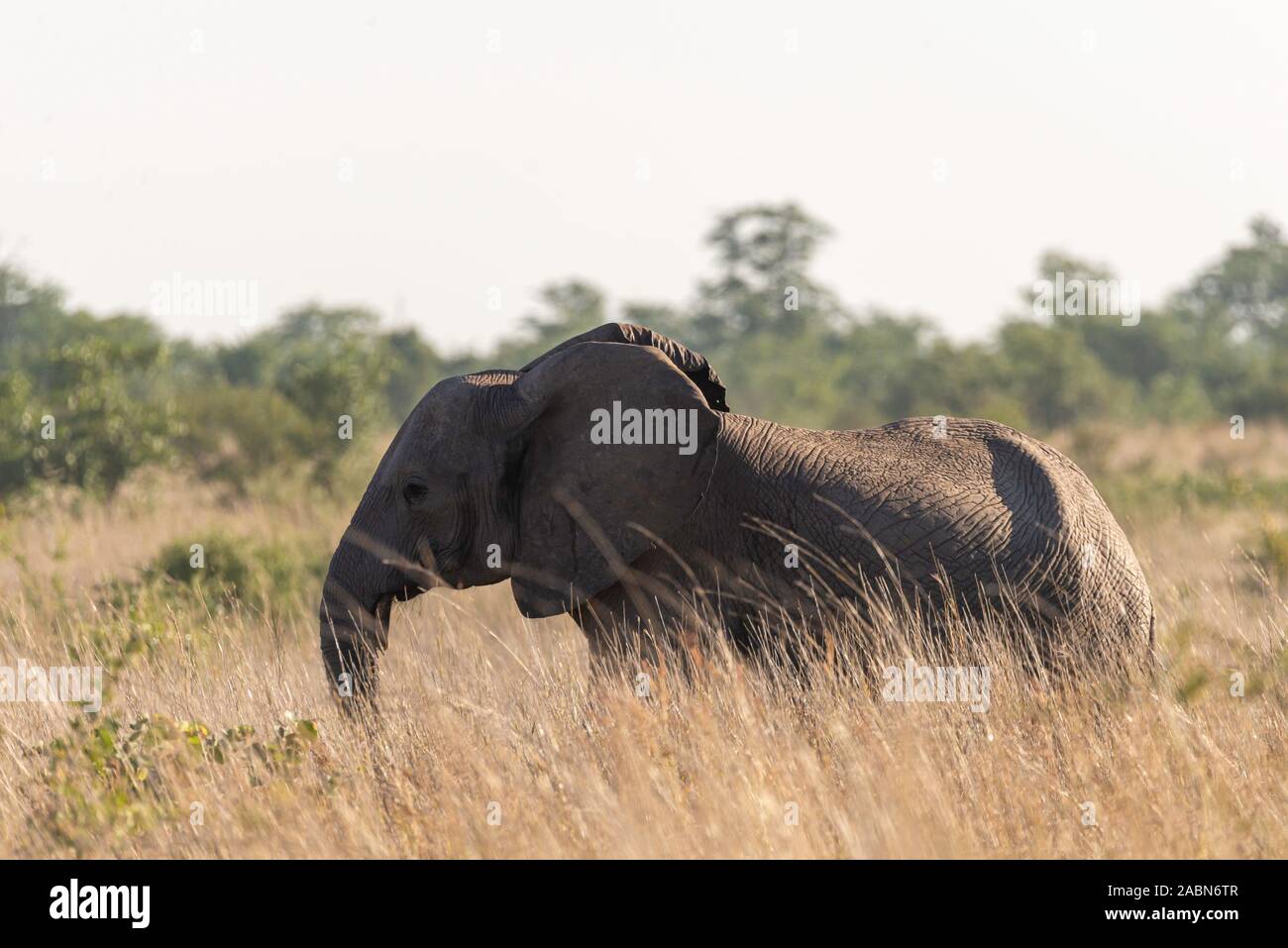 portrait of a big african elephant in the african savannah Stock Photo ...