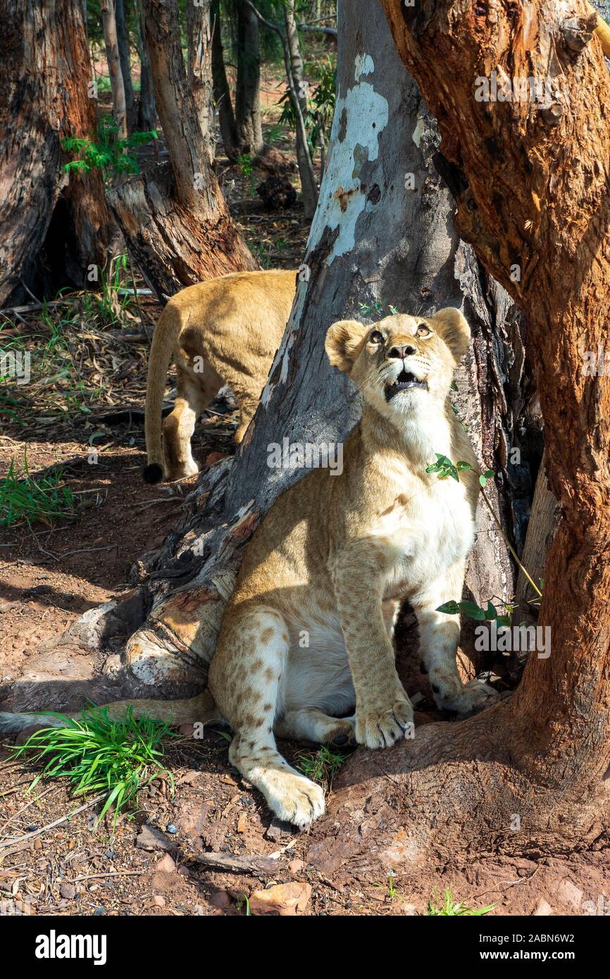 Underneath Bush High Resolution Stock Photography and Images - Alamy